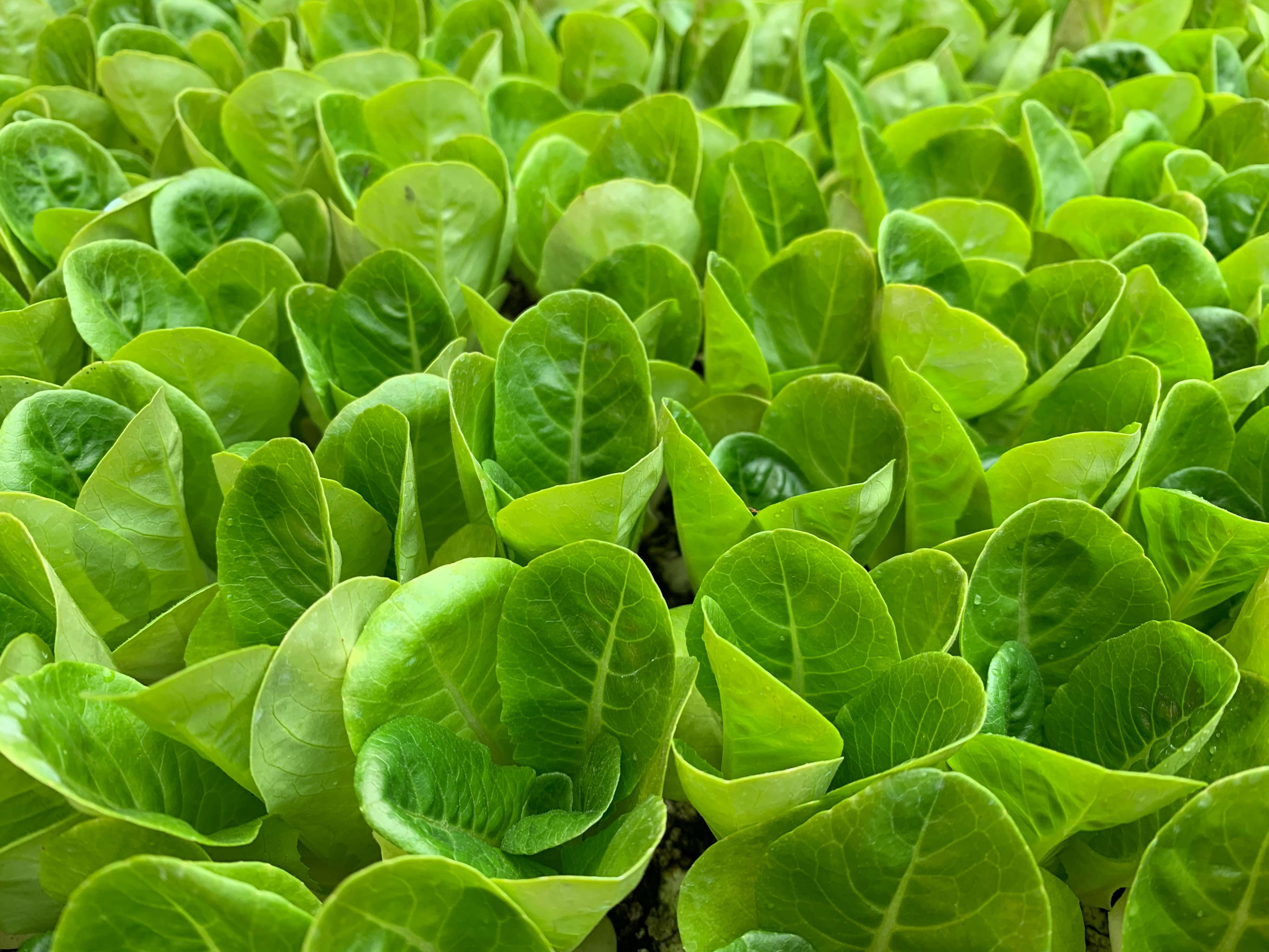 Resources National Food Strategies